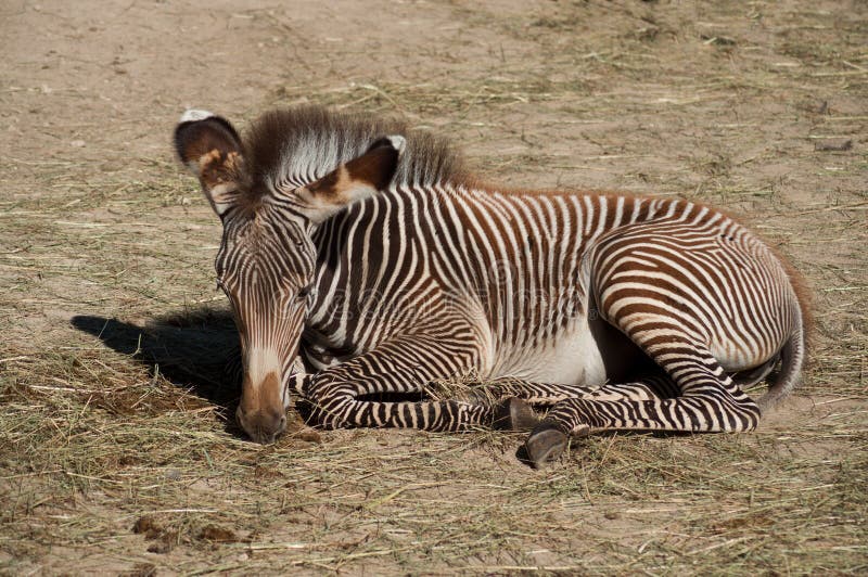 Zebra Sitting stock photo. Image of grass, look, relaxed - 12061394