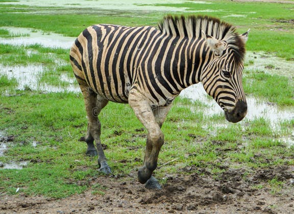 A Zebra is Walking in the Mud Stock Photo - Image of black, namibia ...