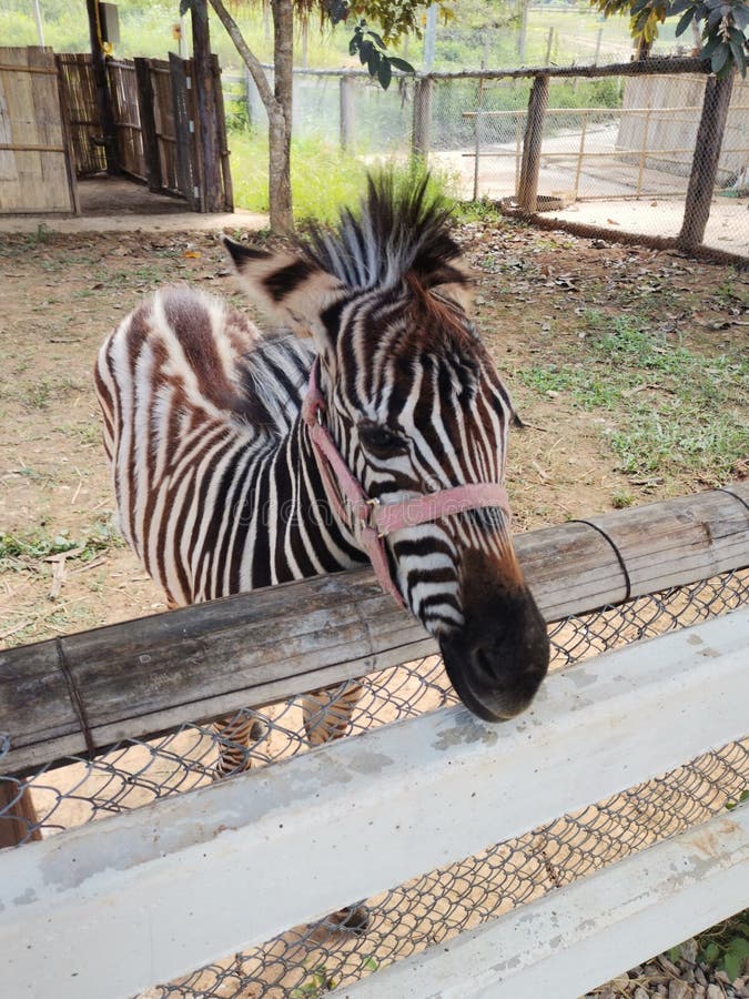 Little zebra in the zoo stock image. Image of safari - 252647461