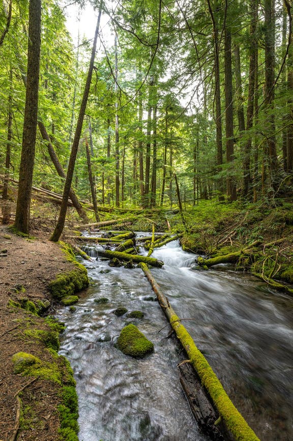 Little Zigzag River stock photo. Image of natural, adventure - 384058304