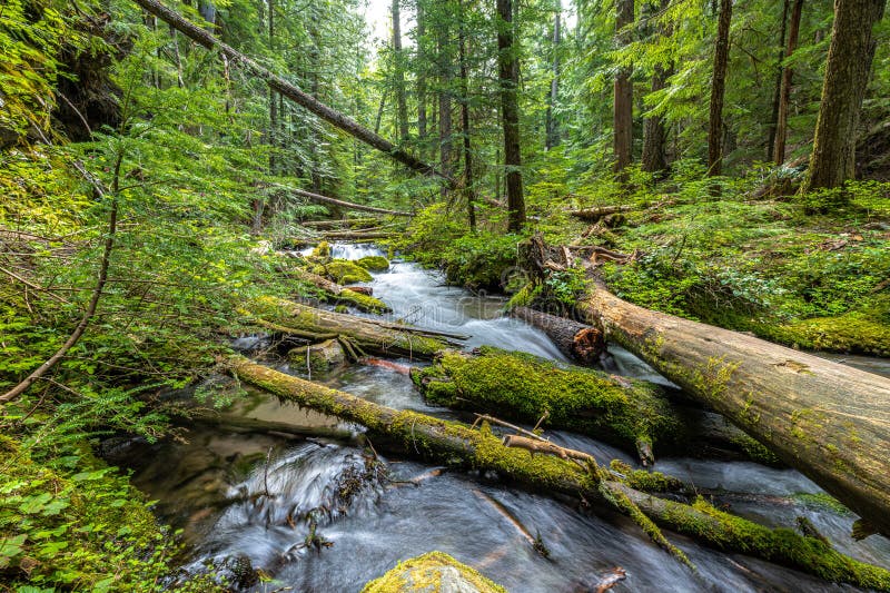 Little Zigzag River stock image. Image of moss, oregon - 384058333