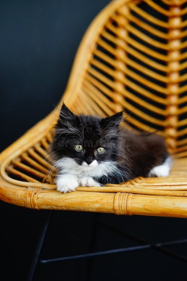 Little Zoro Cat Playing at Home Stock Photo - Image of zoro, home ...