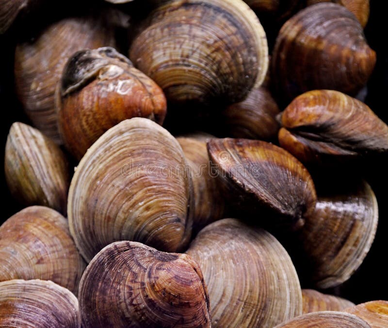 Verschiedene rohe Muscheln stockfoto. Bild von vertikal - 22599198