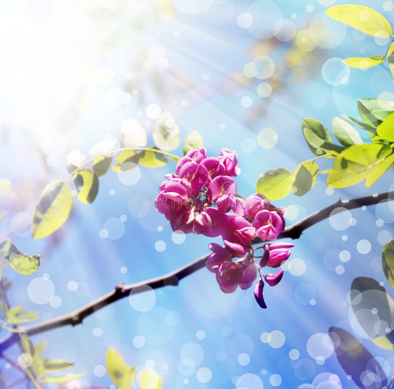 Littlespring Pink Flowers Infront Sky Stock Photos - Free & Royalty ...
