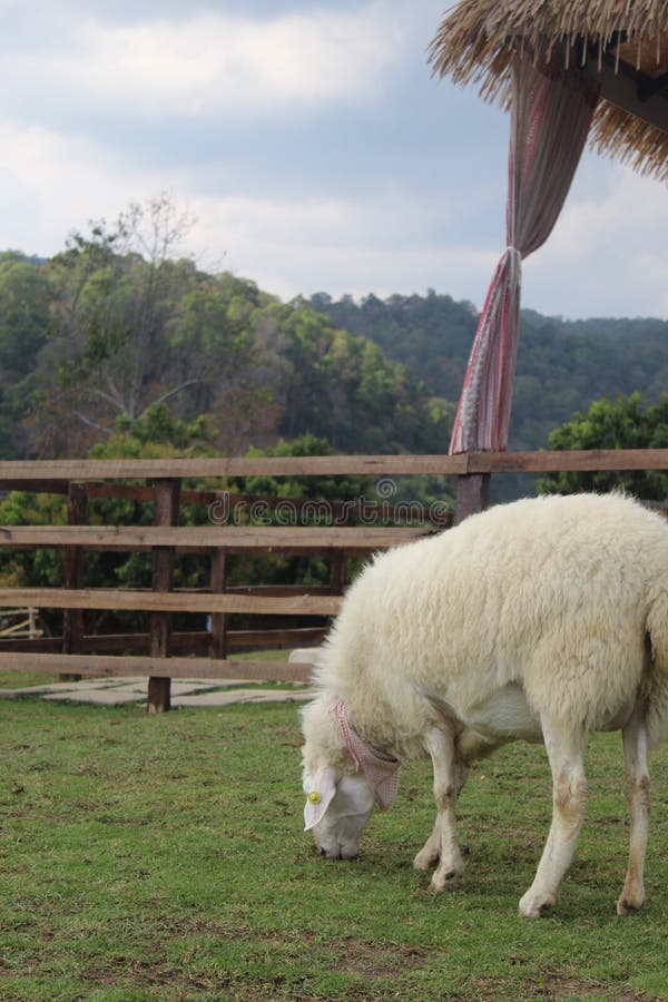 Little white sheep stock photo. Image of farm, sheep - 369647196