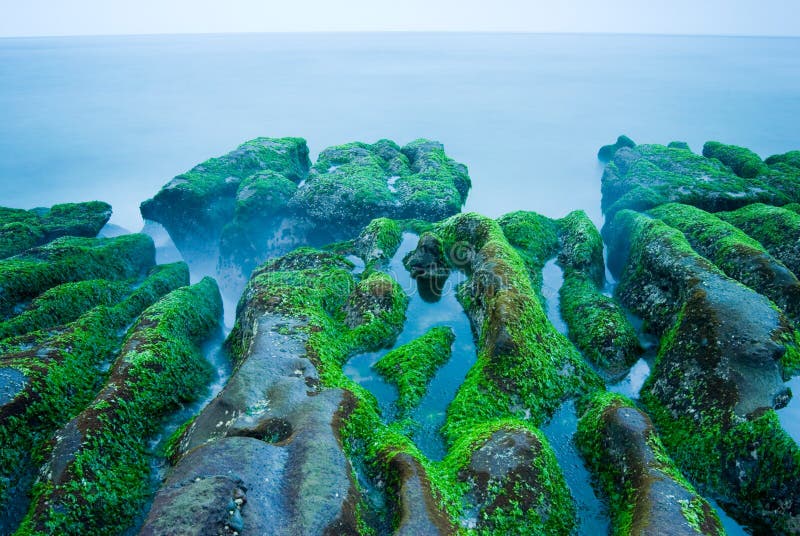 Algue verte photo stock. Image du habitat, océan, végétation - 10320730