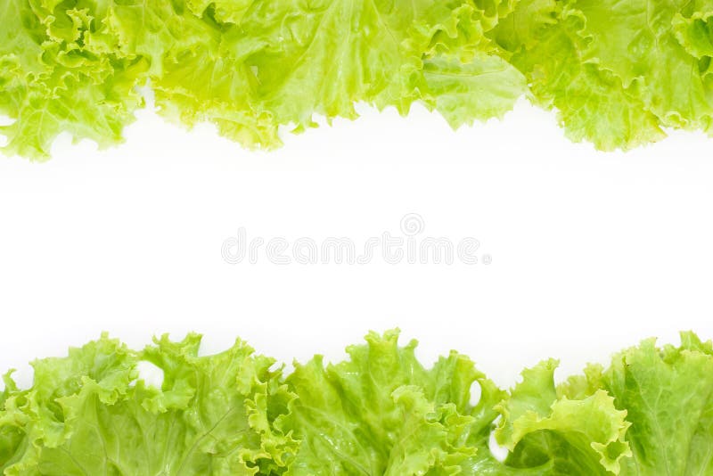 Littuce on White Background Stock Photo - Image of plants, healthy ...