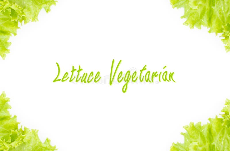 Littuce on White Background Stock Photo - Image of salad, vegetable ...