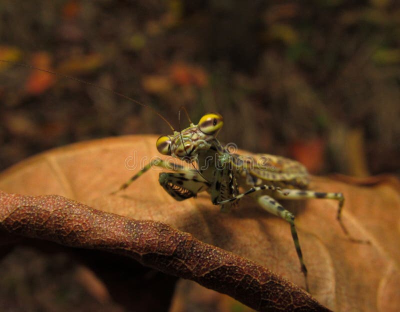 Liturgusa Maya Mantis, Costa Rican Forest Stock Image - Image of ...