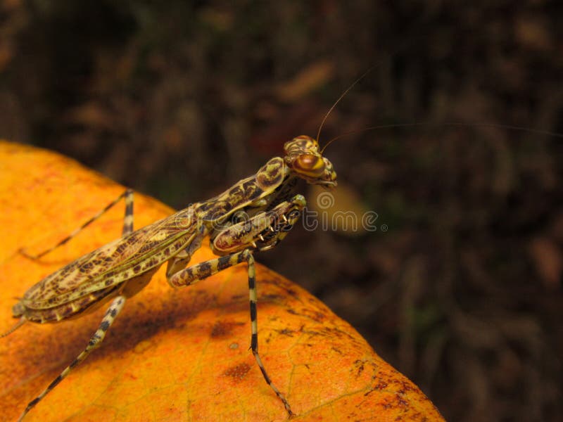 Liturgusa Maya Mantis on a Leaf, Costa Rican Forest Stock Image - Image ...