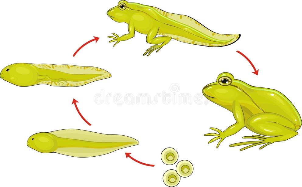 Grodans livscykel vektor illustrationer. Illustration av behandling ...