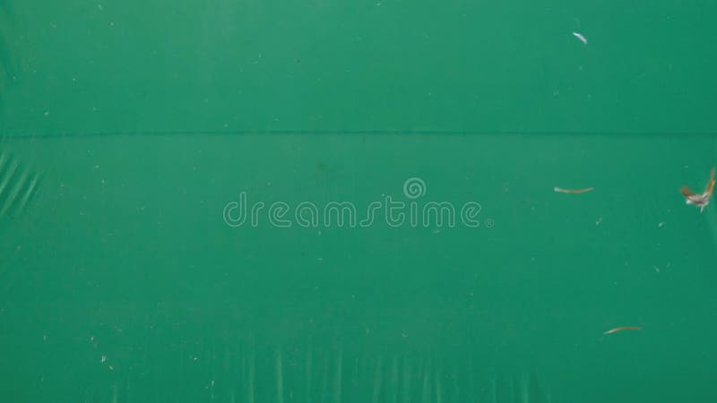 Live Action Flying Feathers in the Air on Green Screen, Feather Duster ...