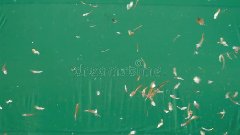 Feather Green Screen Stock Footage & Videos - 784 Stock Videos