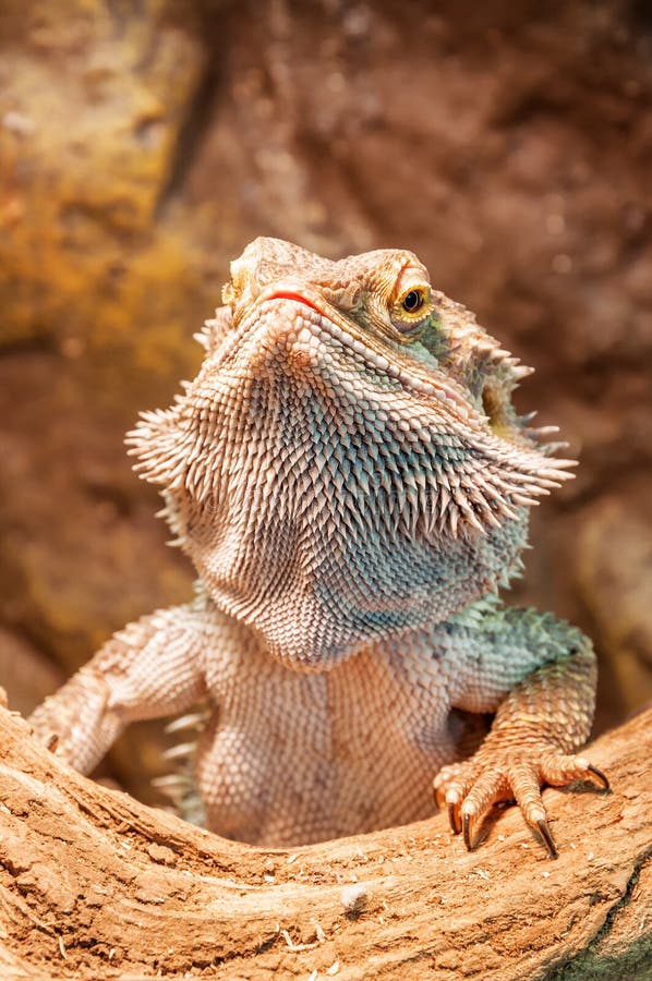 Live agama lizard stock image. Image of heat, beard - 137220835