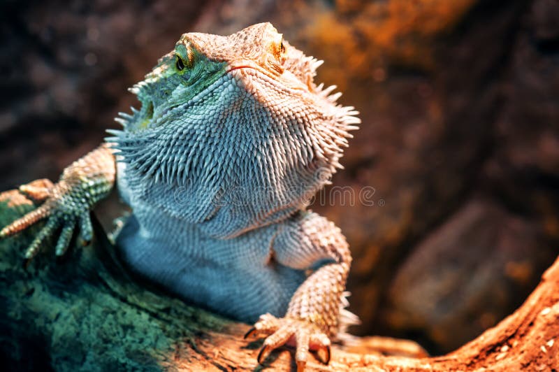 Live agama lizard stock image. Image of heat, beard - 137220835