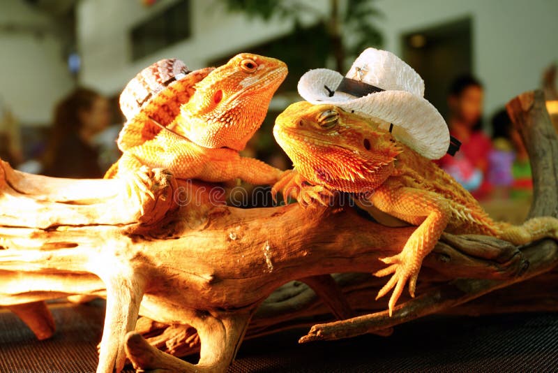 Live Agama Lizard is Wearing a Cowboy Hat Stock Image - Image of ...