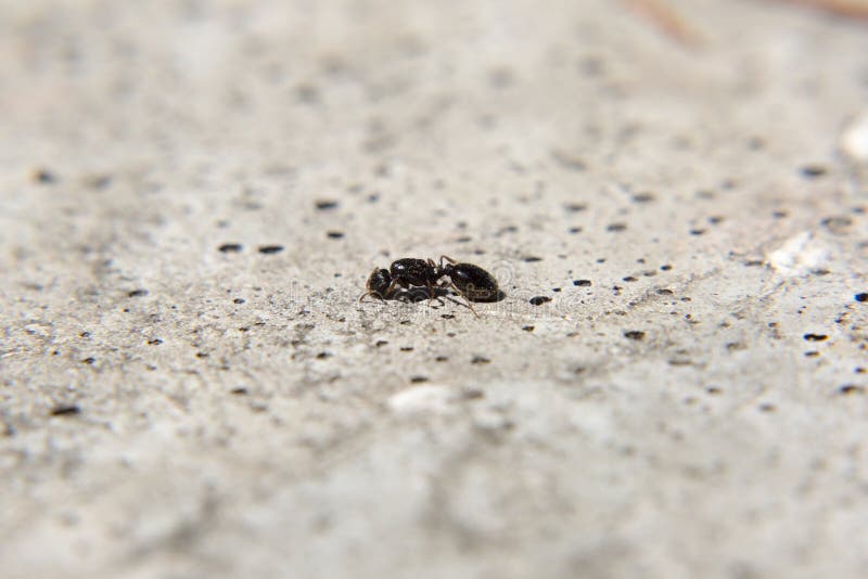 Live Ant Crawling Stone Stock Photos - Free & Royalty-Free Stock Photos ...
