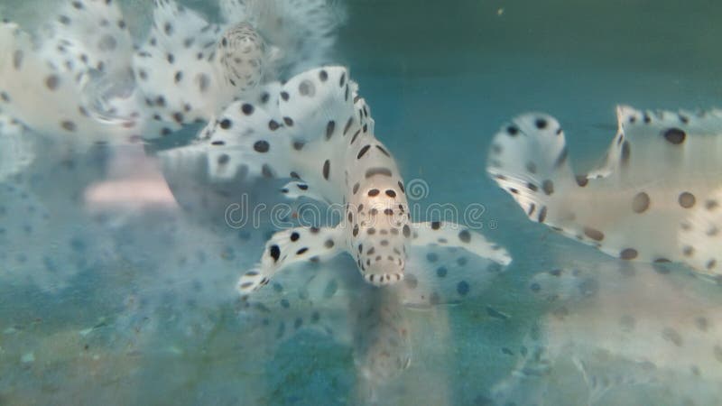 Live baby mouse grouper stock photo. Image of reptile - 203529092