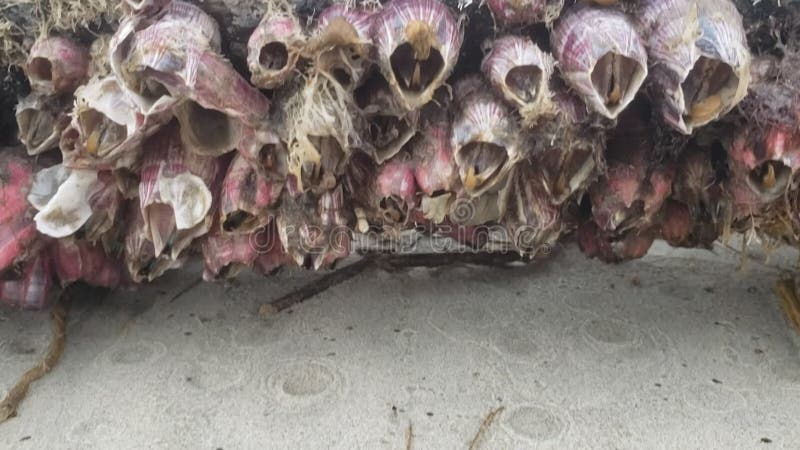 Live Barnacles on a Tree Trunk Stranded on the Beach Stock Footage ...