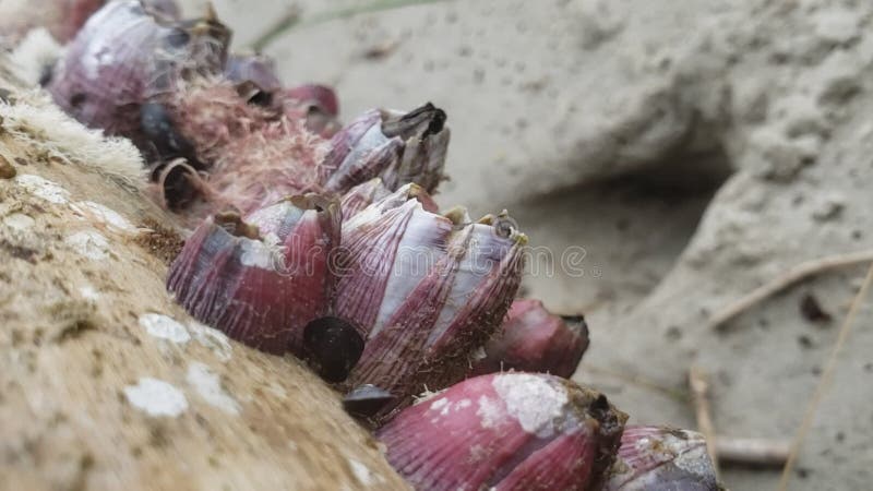 Live Barnacles on a Tree Trunk Stranded on the Beach Stock Video ...