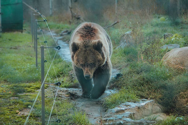 Live Bear Behind Grids of a Cage Stock Image - Image of ecology ...