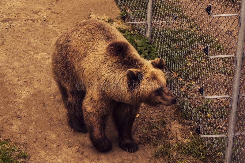 Live Bear Behind Grids of a Cage. Grizly Walking at Ground Stock Photo ...