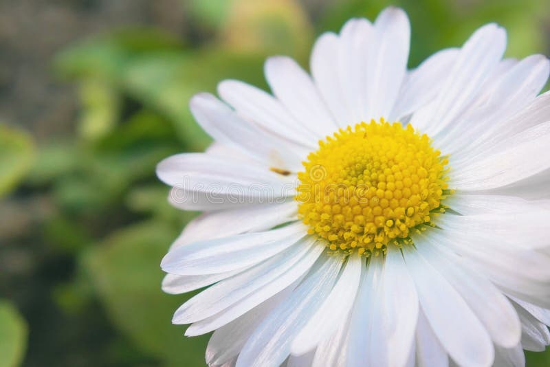 Live Beautiful Flower. Macro Photo of Chamomile Stock Image - Image of ...