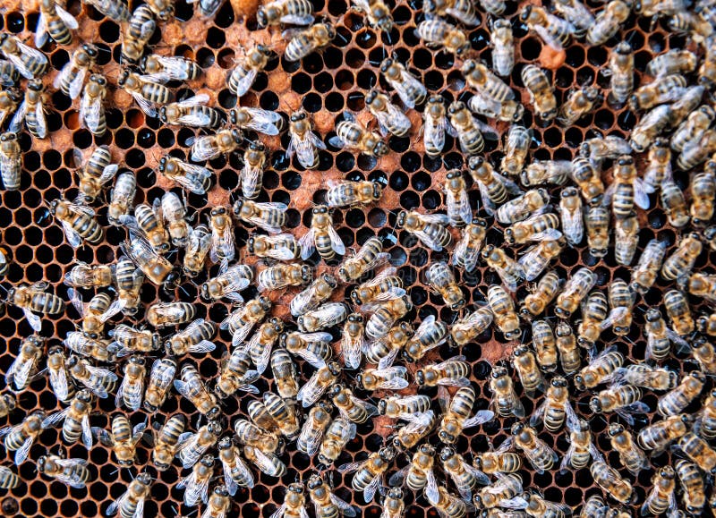 Live bees on the honeycomb stock photo. Image of animals - 120883994