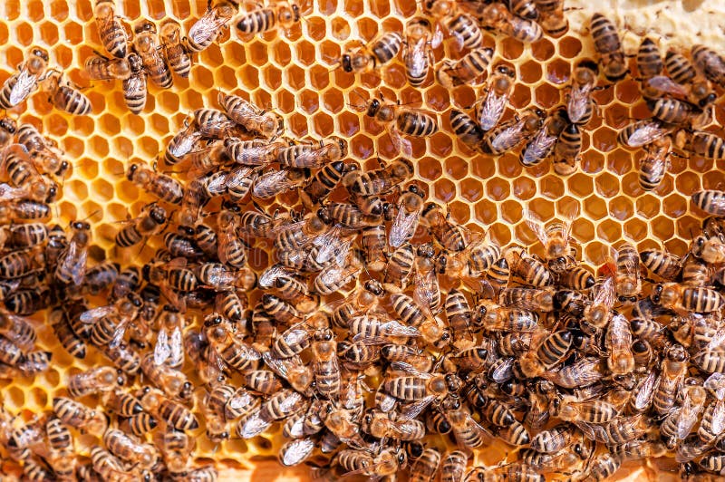 Bee larva, honeycomb stock image. Image of healthcare - 78867347