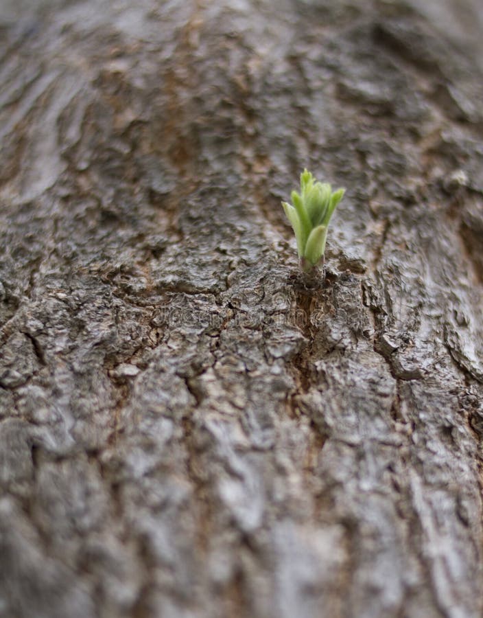 Live birth stock photo. Image of possibuility, siberian - 74339092