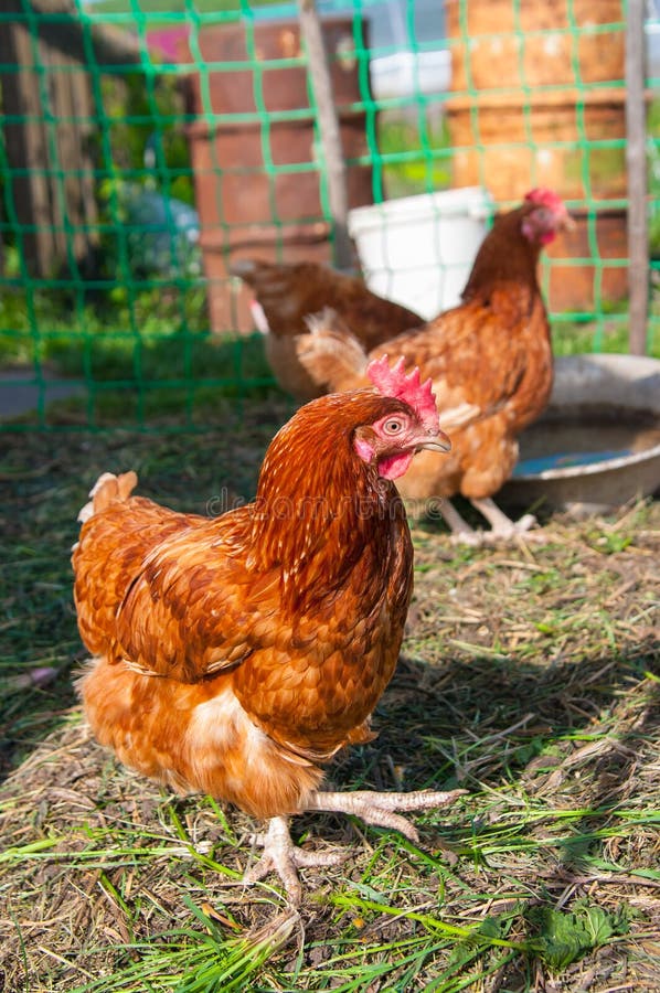 Live Brown Chicken Walking on the Farm. Country Life Stock Photo ...