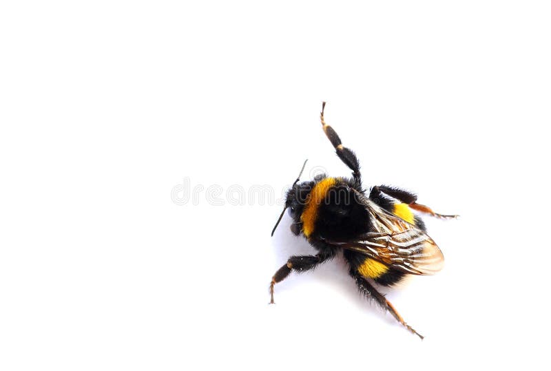Live Bumblebee on White Background Stock Photo - Image of honey ...