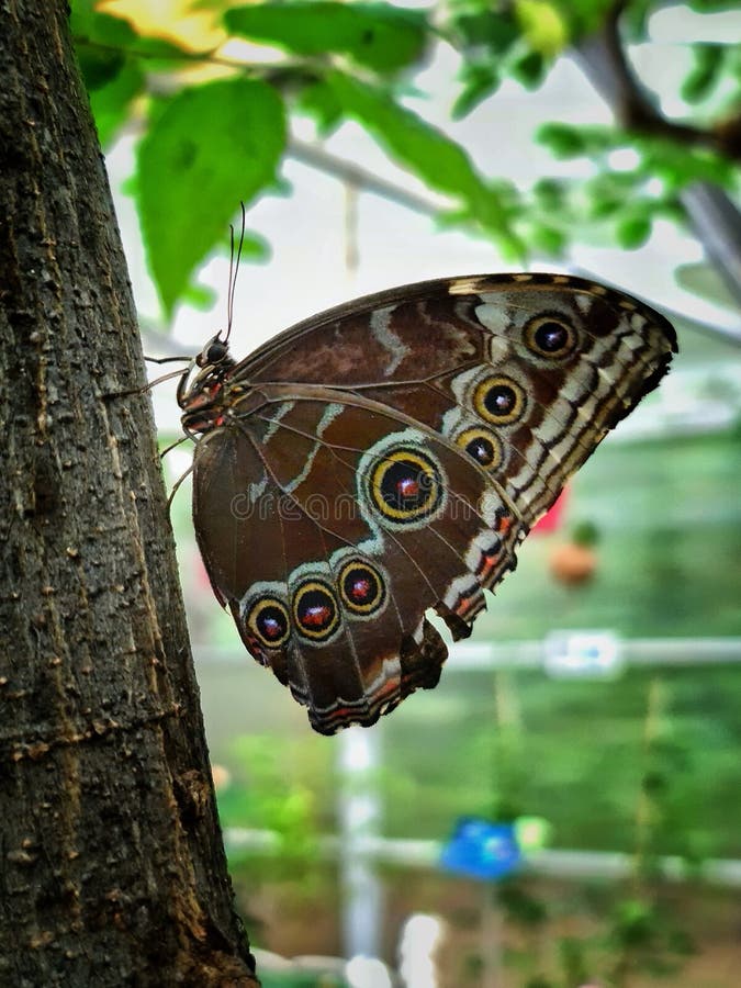 Live Butterfly Expo at Antipa Museum Stock Photo - Image of green ...