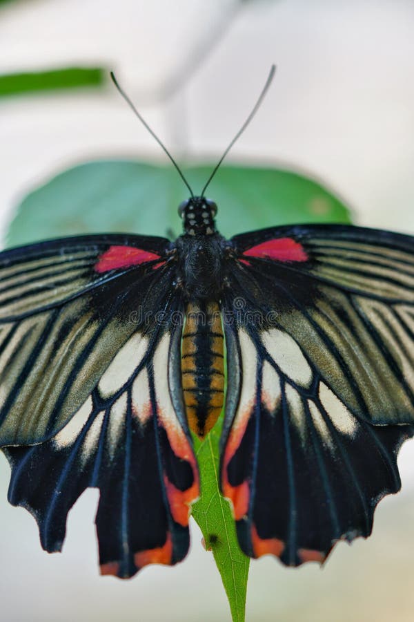 Live Butterfly Expo at Antipa Museum Stock Image - Image of expo ...