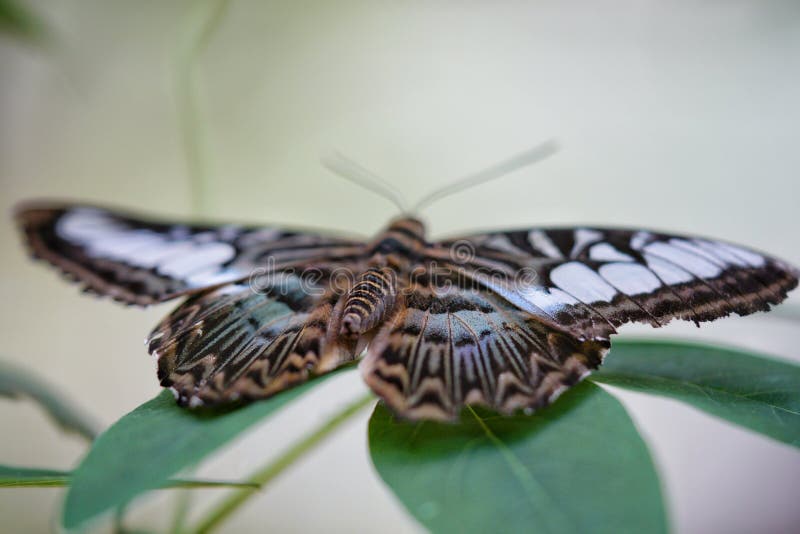 Live Butterfly Expo at Antipa Museum Stock Image - Image of live, expo ...