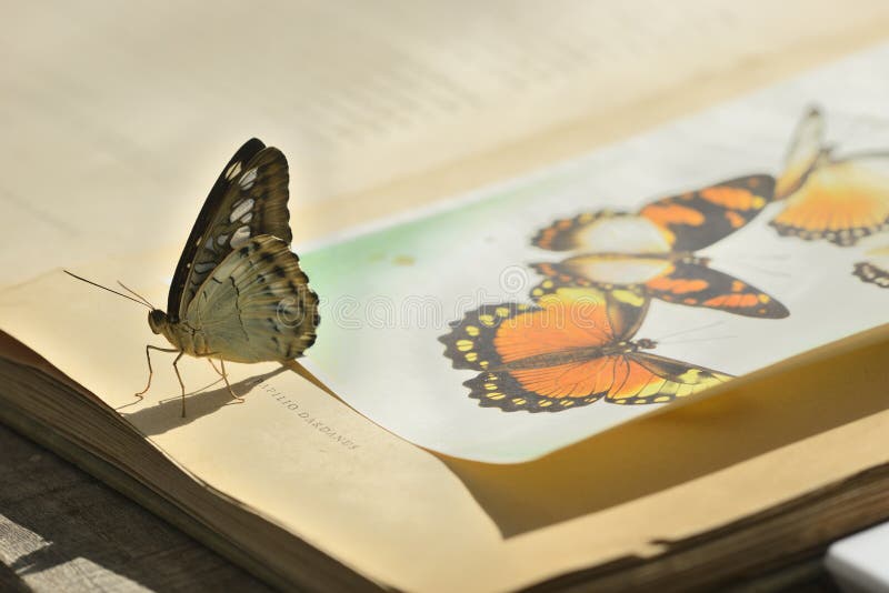 Live Butterfly Sitting on an Antique Book Stock Photo - Image of study ...