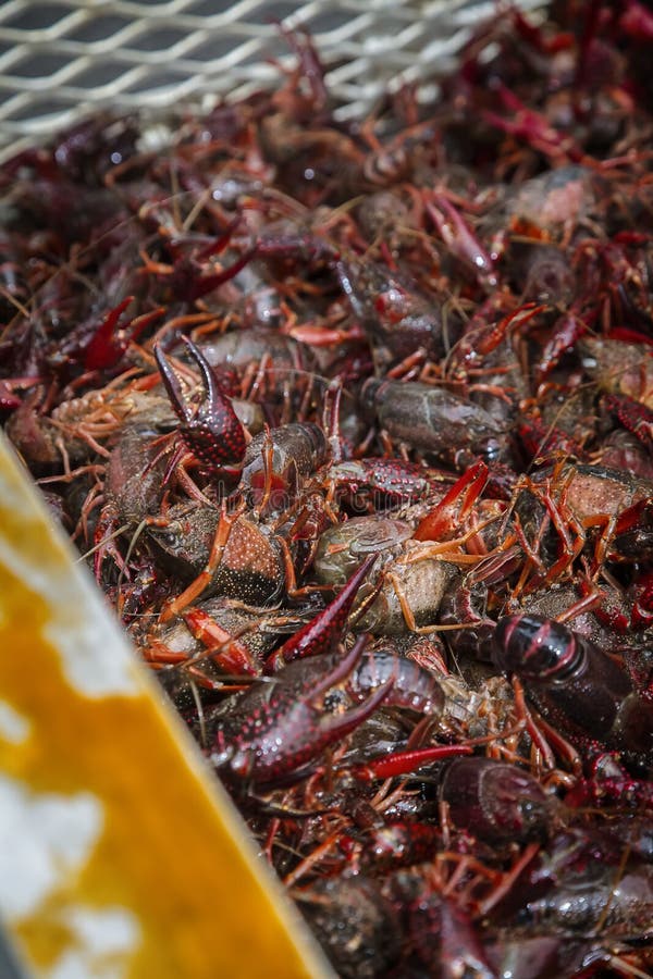 Live Cajun Crawfish Ready To Cook Stock Photo - Image of live, craw ...