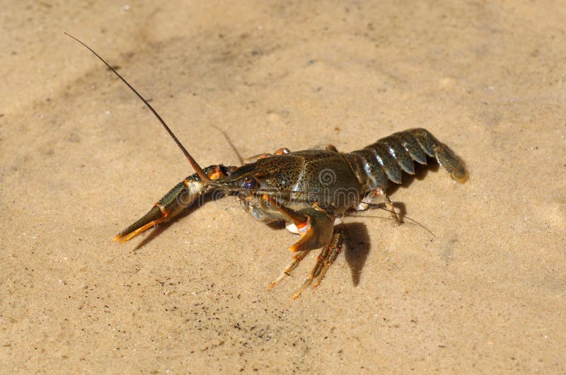 Live cancer stock image. Image of catch, claw, arthropods - 64332545