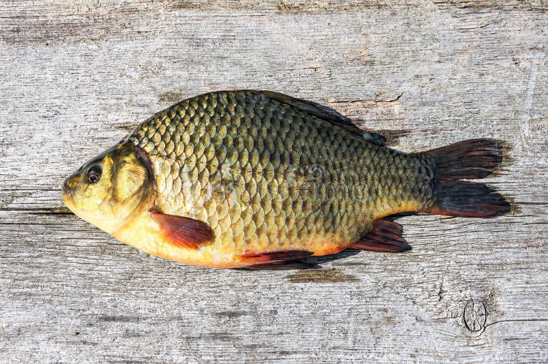 Live Caught Fish Carp on a Wooden Board Stock Photo - Image of ecology ...