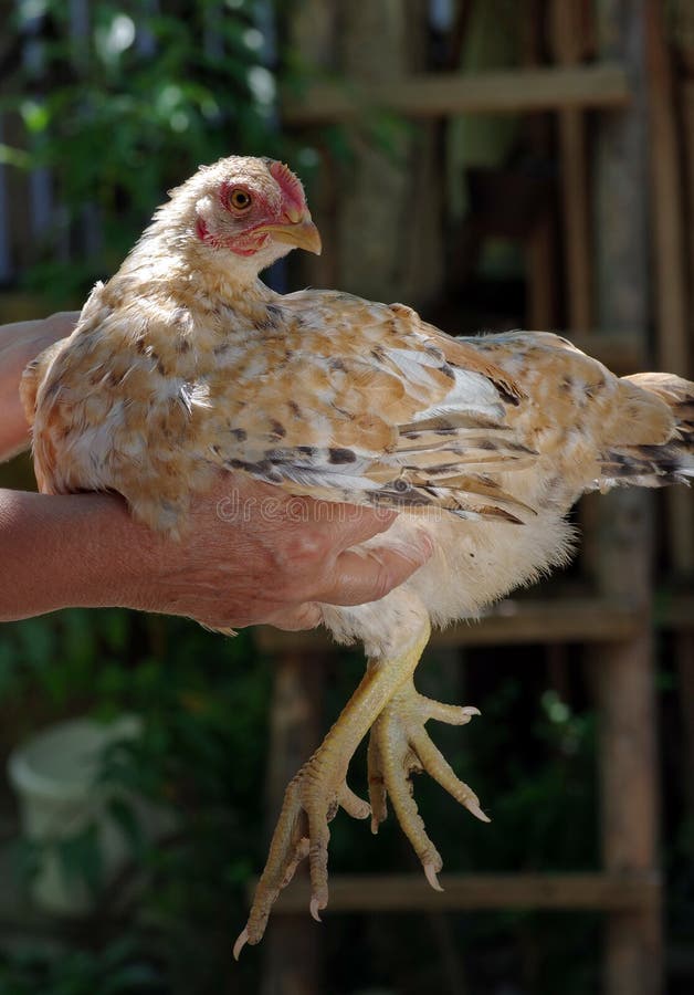 Chicken farm stock photo. Image of claws, agriculture - 42467624
