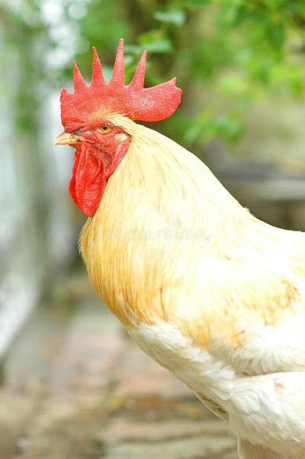 4,256 Live White Chicken Photos - Free & Royalty-Free Stock Photos from ...