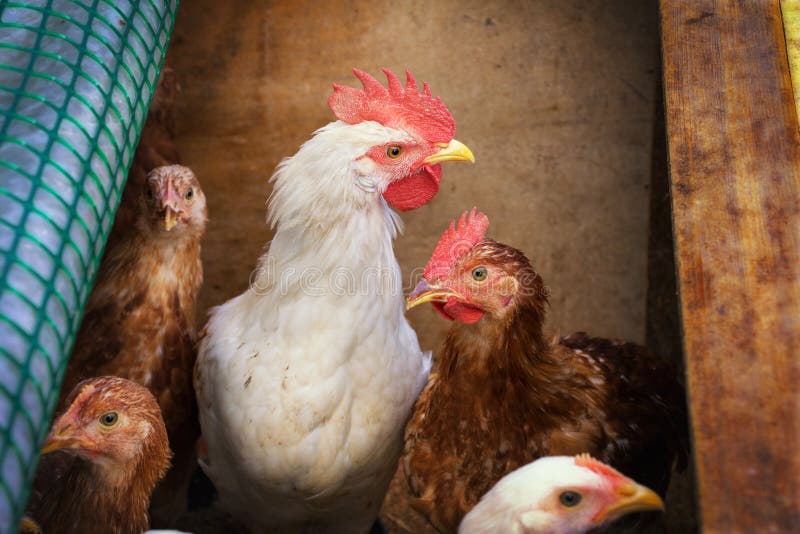 Live Chicken Home at the Village Stock Photo - Image of chickens ...