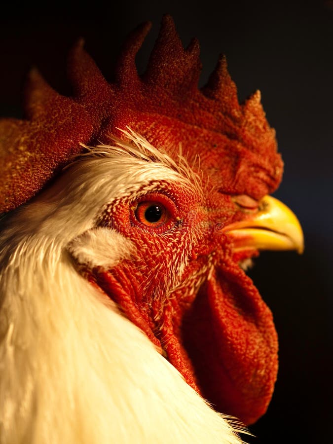 Chicken Farm, Poultry stock image. Image of fowl, farm - 36175523