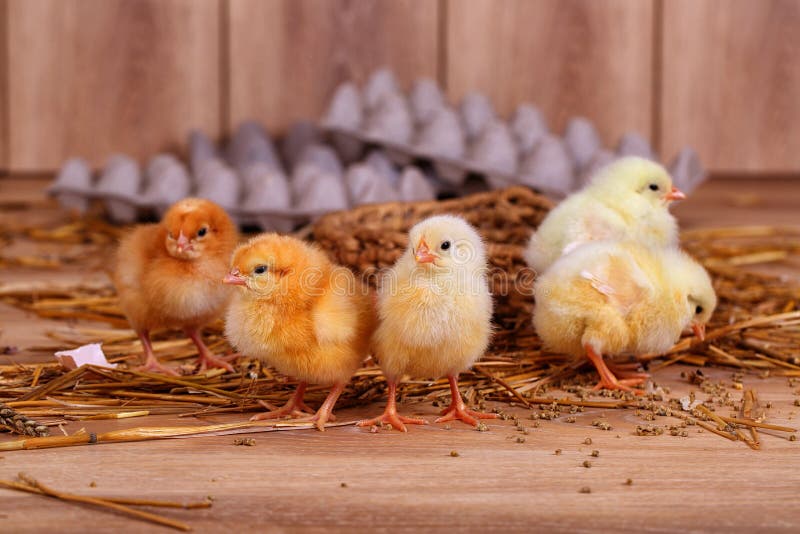 Live chickens on straw stock image. Image of chickens - 151066583
