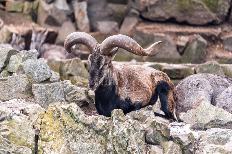 Male Bharal Pseudois Nayaur Also Known As Himalayan Blue Sheep Stock ...