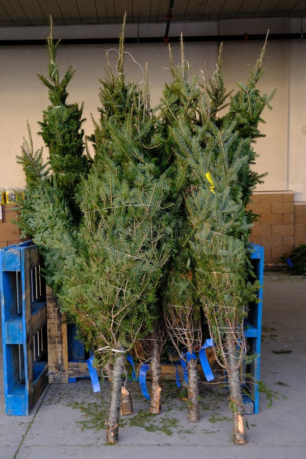 Live Christmas Trees on Display in a Supermarket Stock Image - Image of ...
