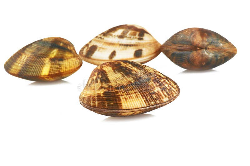Live clams stock photo. Image of white, vitality, prepared - 23653524
