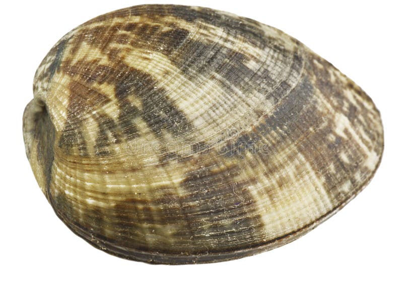 Pipis Clams stock photo. Image of plebidonax, shell, ocean - 65150210