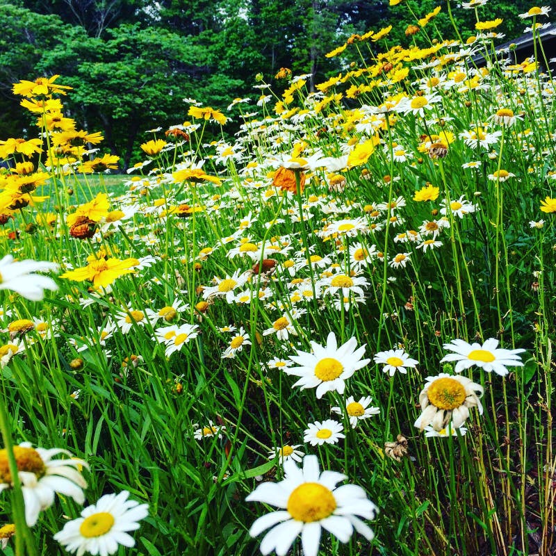 Live colorfully stock image. Image of colorfully, rise - 74352653