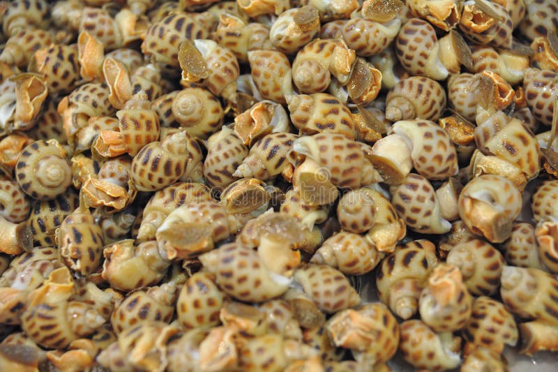 Live conch stock image. Image of food, dinner, shellfish - 15360975